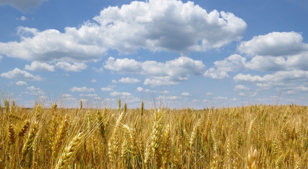 Inflazione e carestia: Nielsen IQ aiuta a capire la ripresa interrotta ...